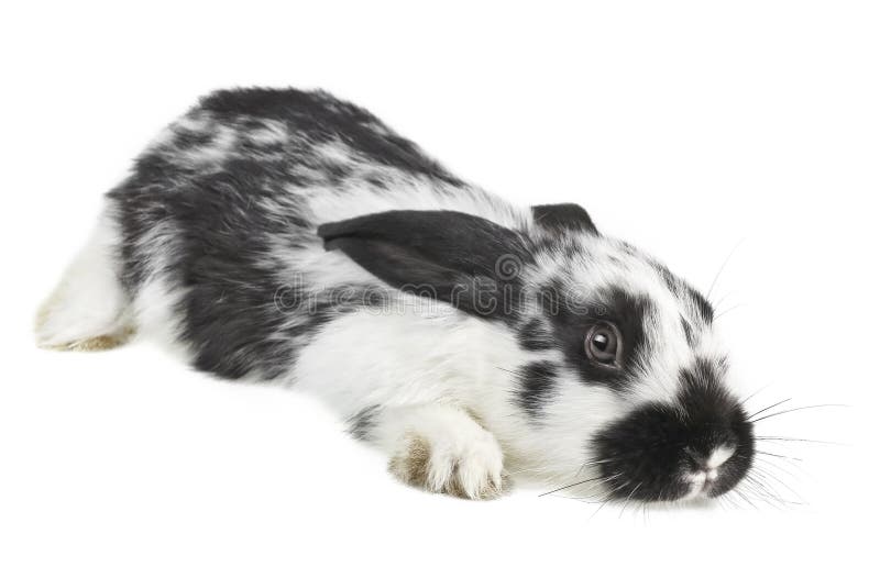 Pequeño Conejo Asustado Del Bebé Imagen de archivo - Imagen de conejo ...