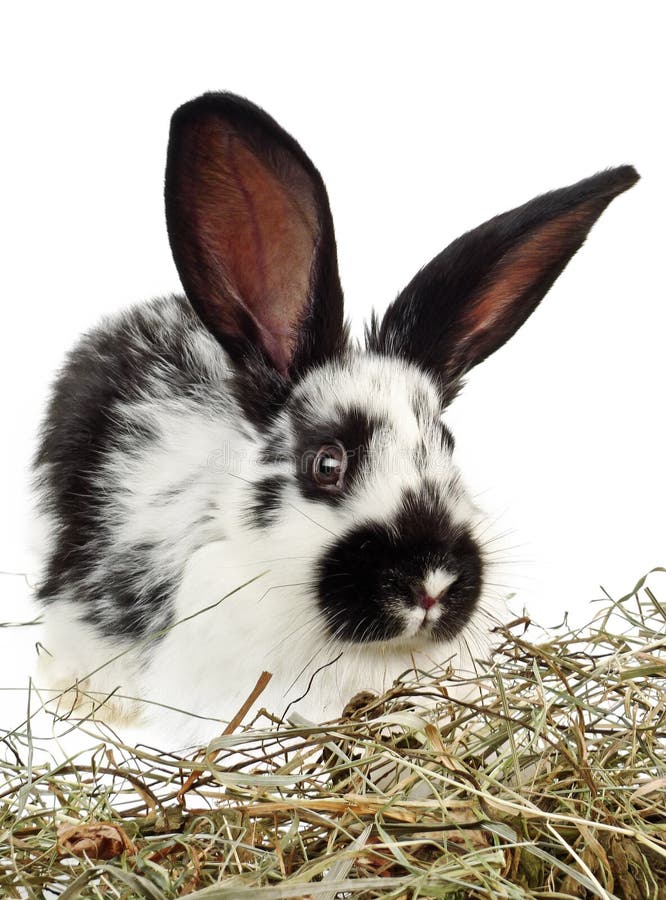 Pequeño Conejo Blanco Y Negro Foto de archivo - Imagen de manchado ...