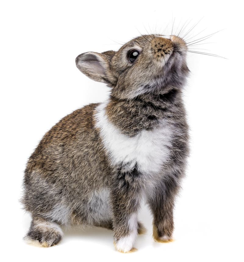 Pequeño Conejo Asustado Del Bebé Imagen de archivo - Imagen de conejo ...