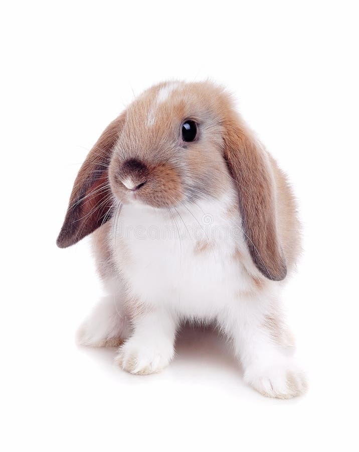 Conejo en un fondo blanco foto de archivo. Imagen de macro - 111860946