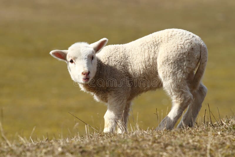 Cordero imagen de archivo. Imagen de cuidado, oferta - 30150885