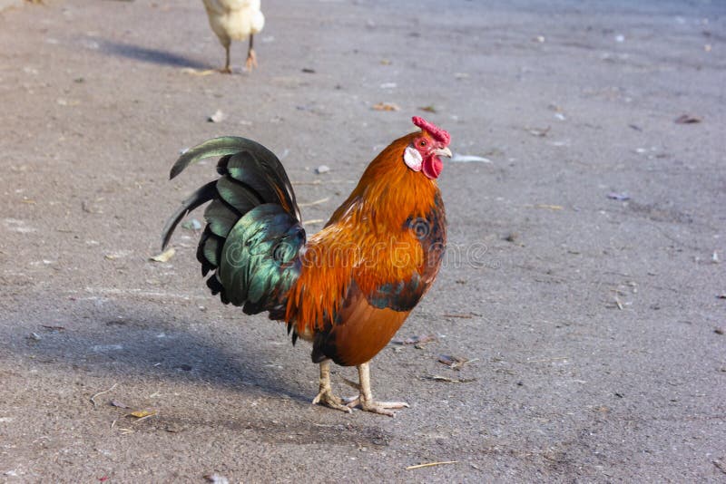 Poco Gallo Rojo Con La Gallina Foto de archivo - Imagen de gallina ...