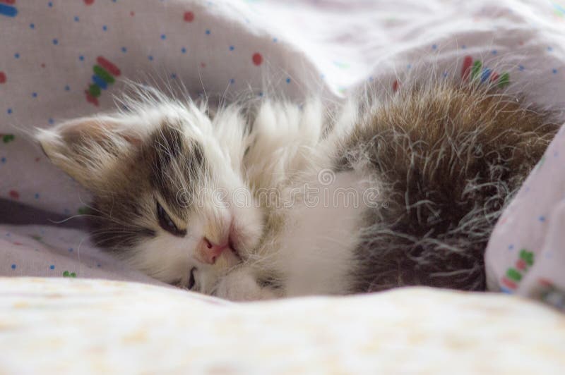 Gatito cansado imagen de archivo. Imagen de animal, azul - 24947807