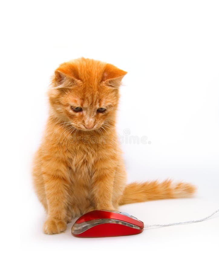 Pequeño gato con el ratón imagen de archivo. Imagen de ordenador - 11242945