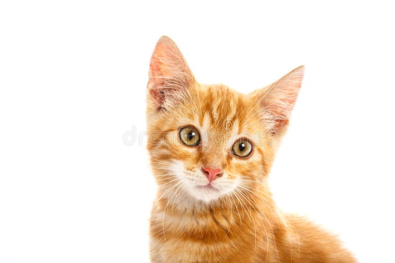 Pequeño gato rojo foto de archivo. Imagen de color, animal - 29648366