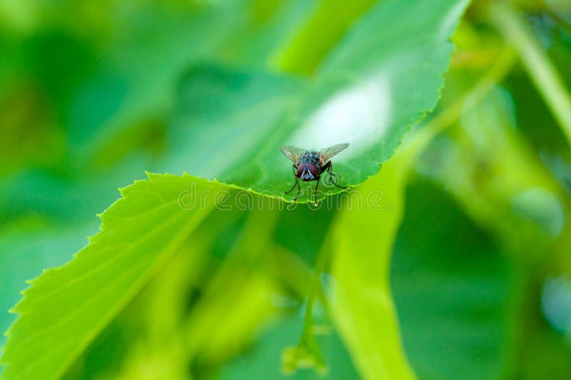 Pequeño jején imagen de archivo. Imagen de macro, ambiental - 30847451