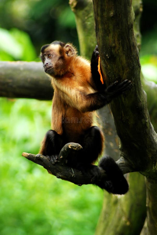 Pequeño Mono En La Selva Peruana Deliciosa Foto de archivo - Imagen de ...