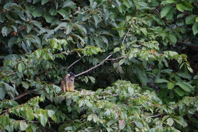 Pequeño Mono En La Selva Peruana Deliciosa Imagen de archivo - Imagen ...