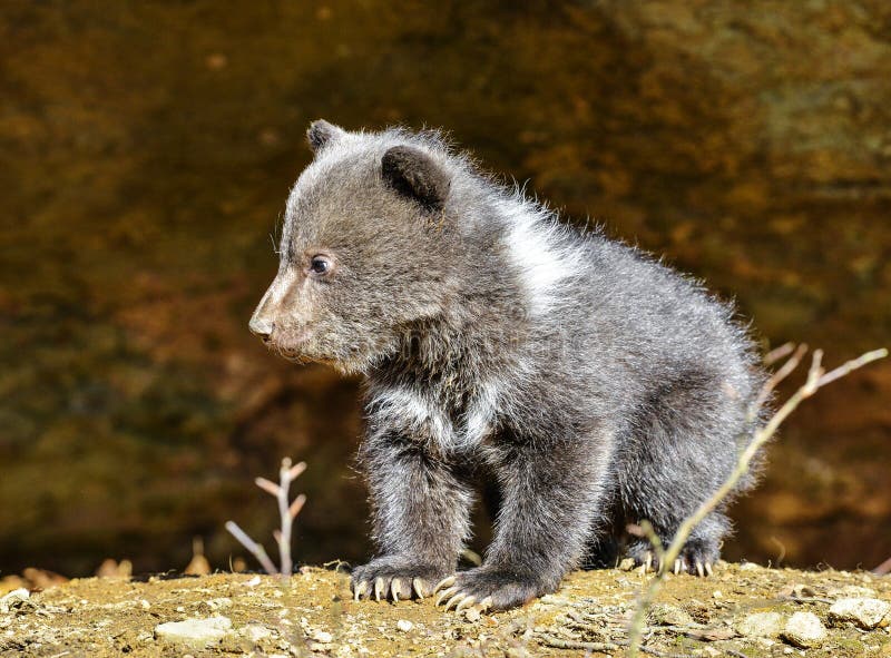 Pequeño oso marrón foto de archivo. Imagen de fauna, bebé - 40161992