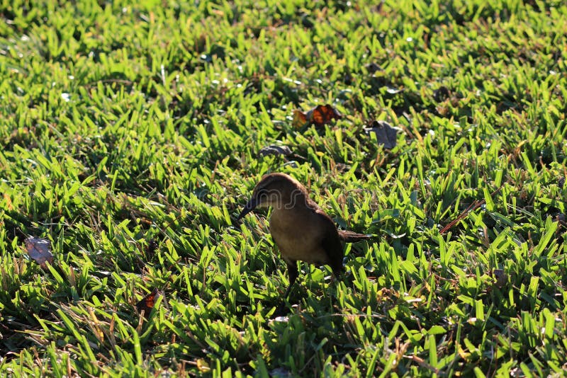 Pequeño Pájaro Marrón Fotos De Stock - Download 44,532 Fotos Libres de ...