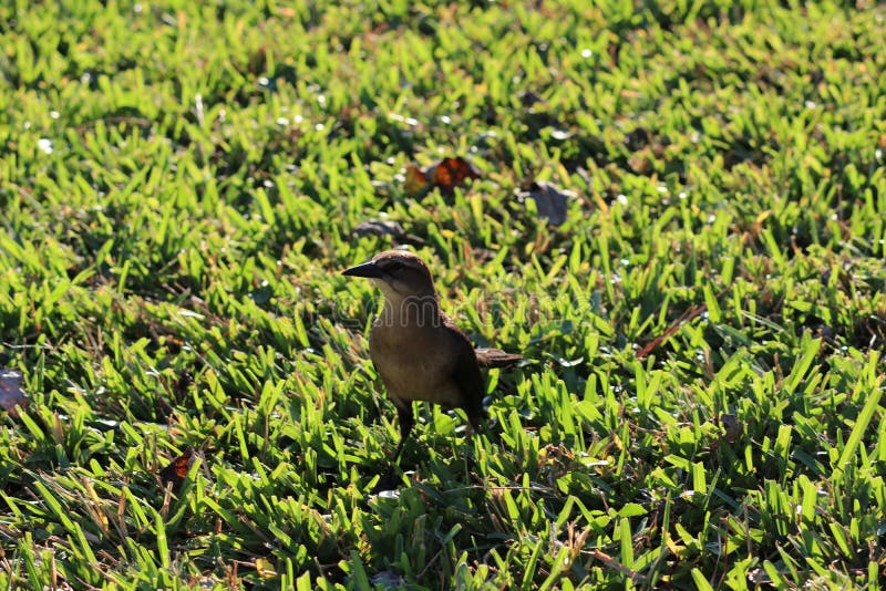 Pequeño pájaro marrón foto de archivo. Imagen de pico - 105151010