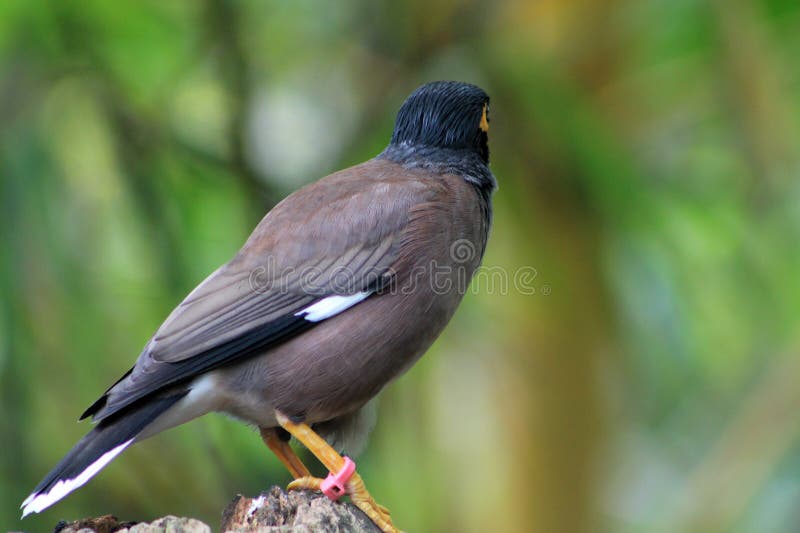 Pequeño pájaro marrón foto de archivo. Imagen de fondo - 48387086