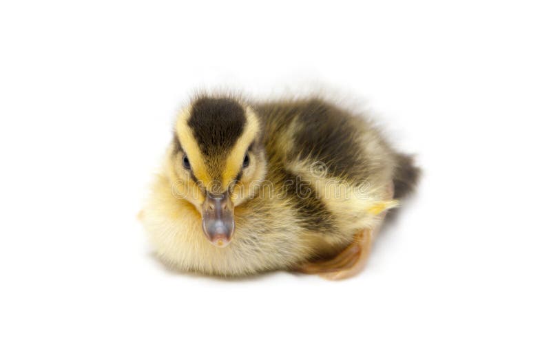 6,735 Pato Del Bebé De Brown Fotos - Libres de Derechos y Gratuitas de ...