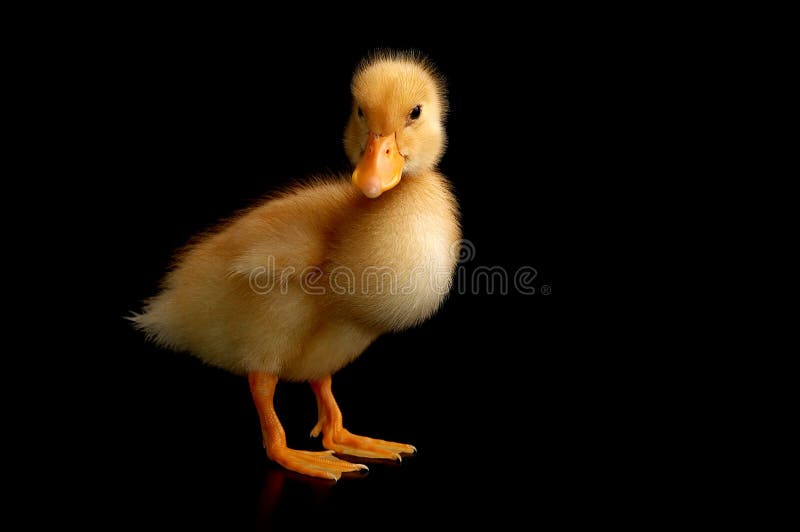 Patito lindo imagen de archivo. Imagen de mascota, newborn - 14880205