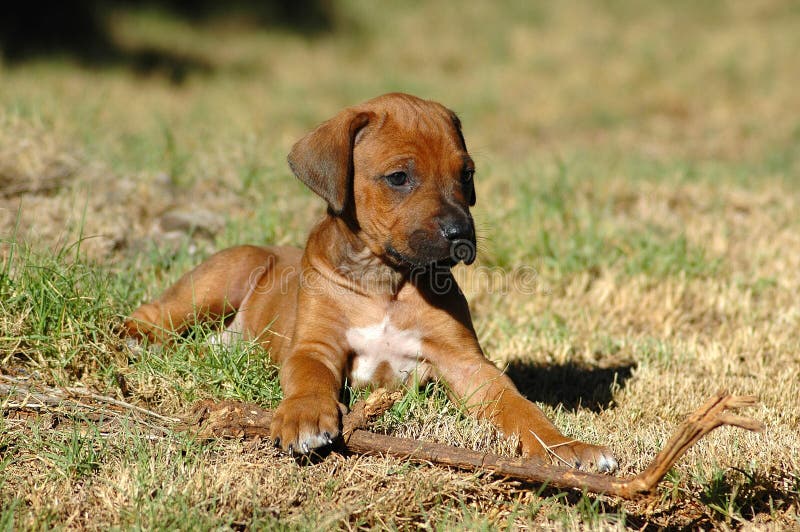 Rhodesian Ridgeback foto de archivo. Imagen de hermoso - 973850