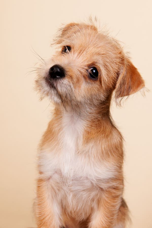 Pequeño perrito lindo imagen de archivo. Imagen de crema - 37420695