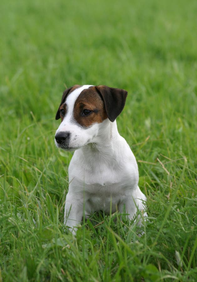 Pequeño perrito lindo foto de archivo. Imagen de exterior - 802578