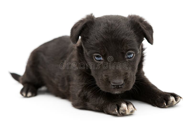 Pequeño perrito negro imagen de archivo. Imagen de aislado - 78577395