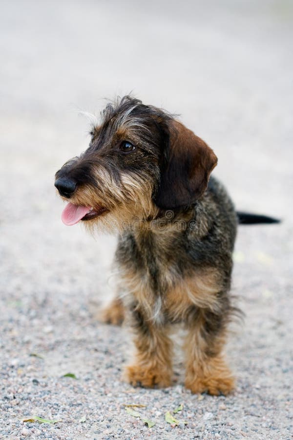 Pequeño perro foto de archivo. Imagen de lindo, exterior - 2186692