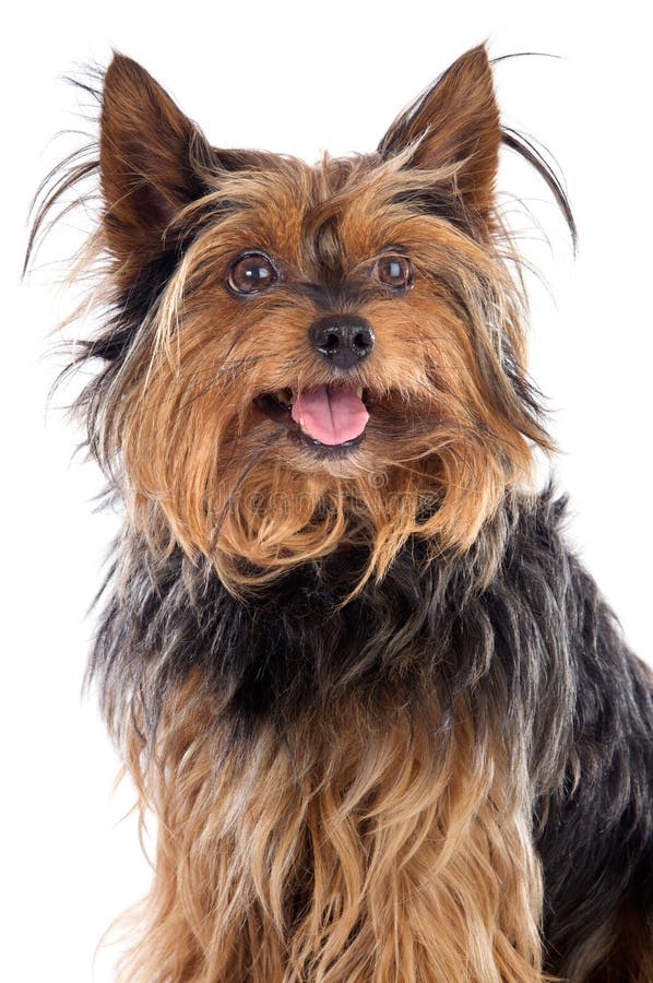 Pequeño perro imagen de archivo. Imagen de estudio, cachorro - 4758879