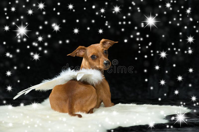 Pequeño Perro Con Las Alas Del ángel Imagen de archivo - Imagen de ...