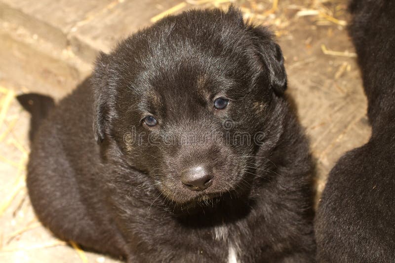 Un Pequeño Perro Negro Travieso Fotos De Stock - Download 769 Fotos ...
