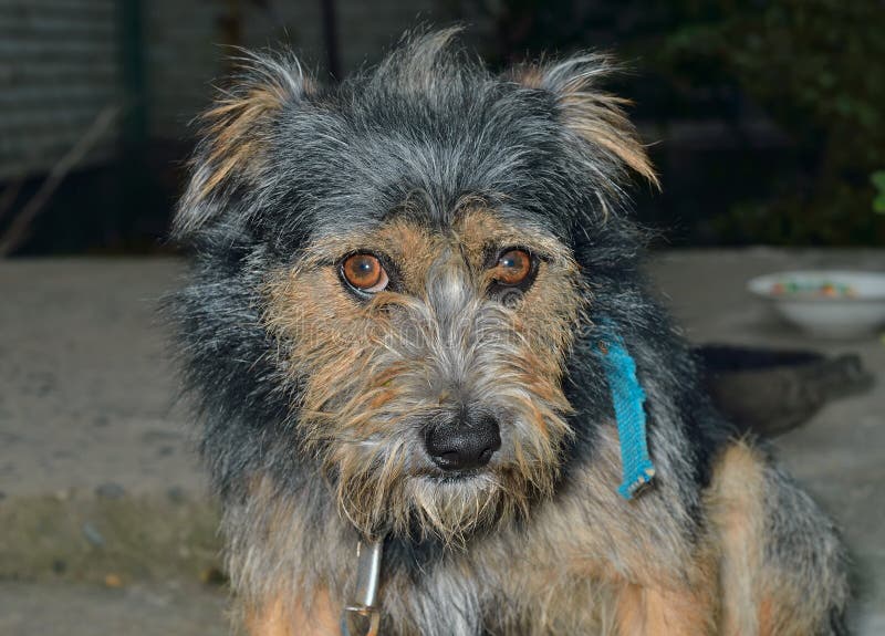 Pequeño perro lanudo 2 imagen de archivo. Imagen de agobiante - 37254247