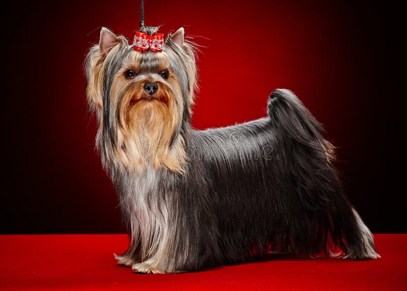 Doggy De Pequeño Yorkshire Con Gafas De Sol Con Forma De Corazón ...