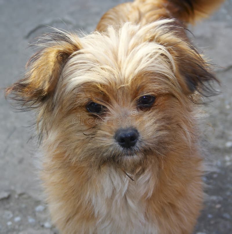 Pequeño perro marrón claro imagen de archivo. Imagen de perrito - 1946967