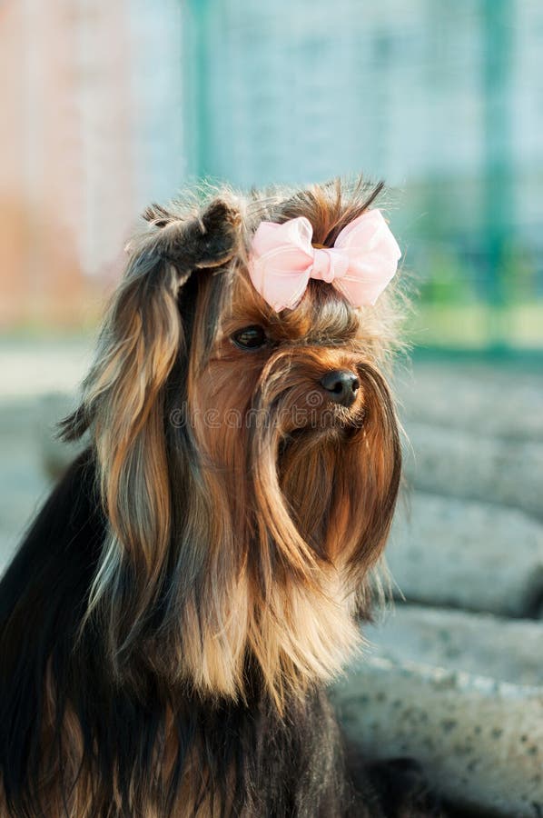 Primer Del Pelo De Perro Negro Foto de archivo - Imagen de piel ...