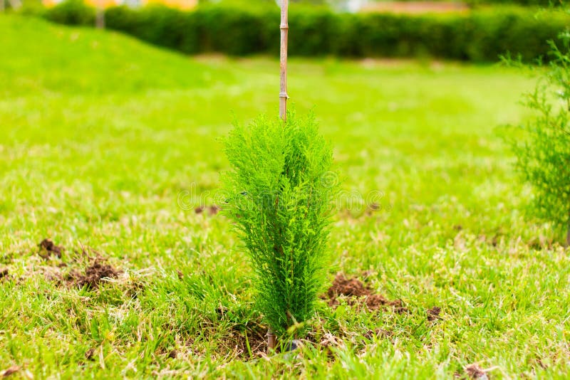 Pequeño árbol De Pino En El Jardín Foto de archivo - Imagen de ...