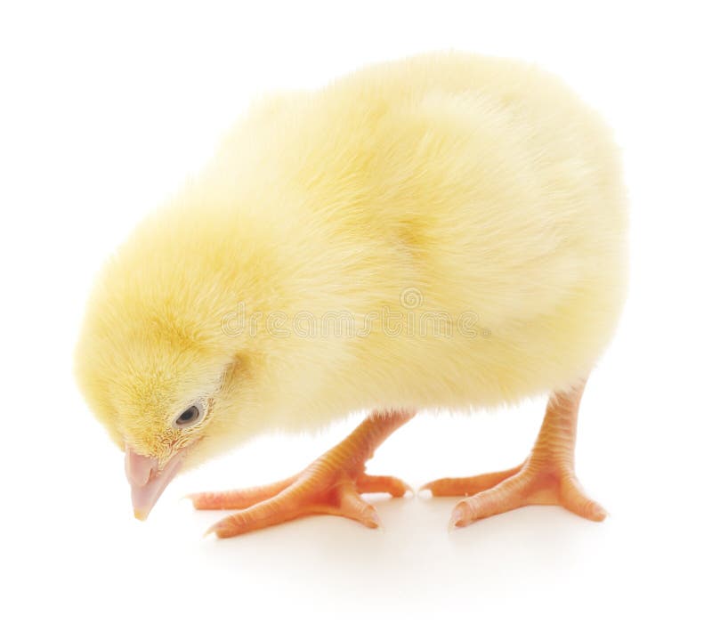 Pequeño pollo foto de archivo. Imagen de vida, blanco - 27440018