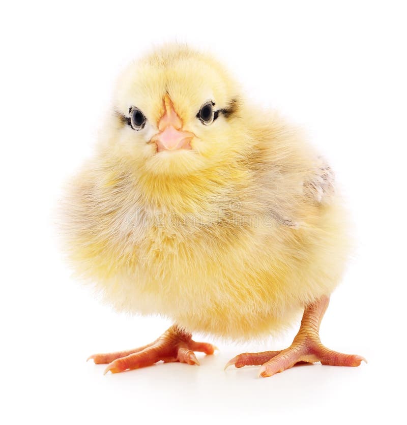 Pollo amarillo pequeño foto de archivo. Imagen de animal - 168750902