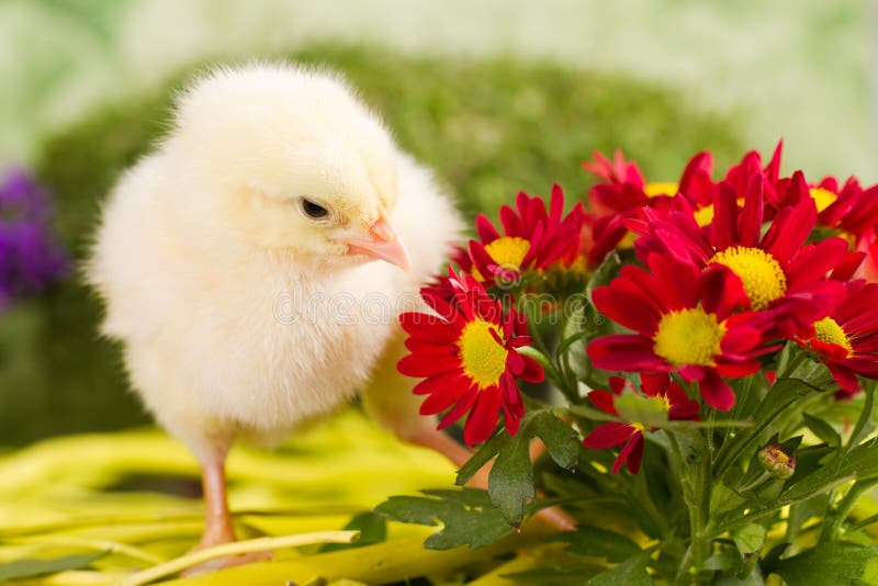Pequeños pollos hermosos imagen de archivo. Imagen de animal - 33819401