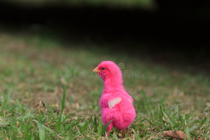 Pequeño pollo rojo imagen de archivo. Imagen de polluelo - 36741197
