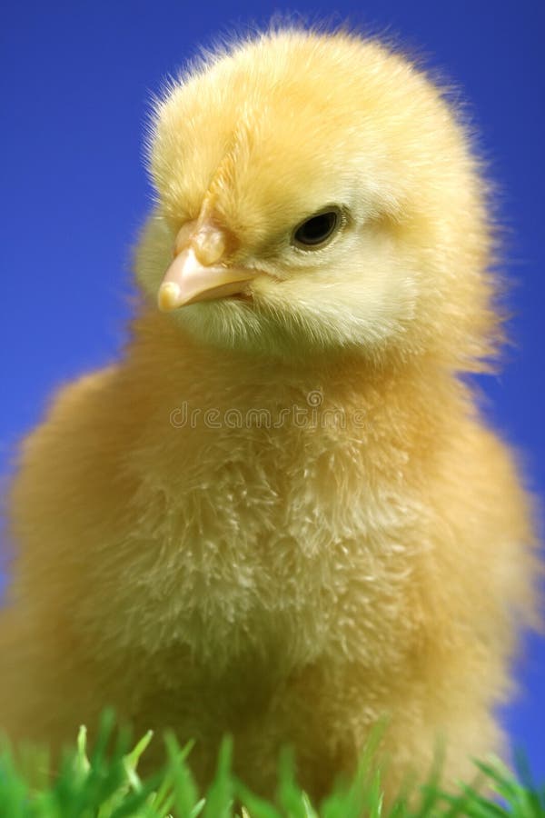 Pequeño polluelo imagen de archivo. Imagen de pollo, joven - 13055525