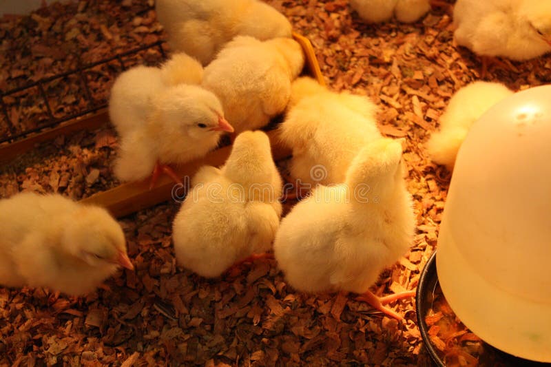 Pequeño polluelo imagen de archivo. Imagen de joven, granja - 21843919