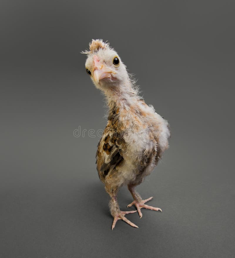 Pequeño polluelo imagen de archivo. Imagen de soporte - 35204609