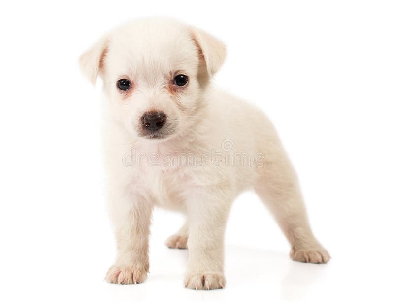 Pequeño Primer Blanco Del Perrito Imagen de archivo - Imagen de blanco ...