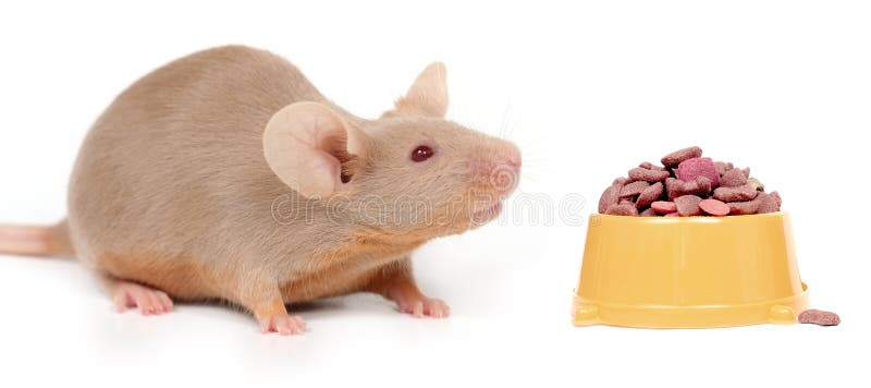 Pequeño ratón foto de archivo. Imagen de mirada, ratones - 11576026