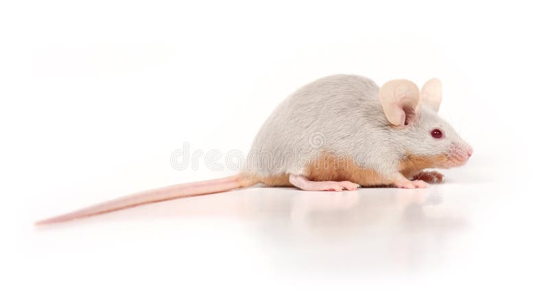 Pequeño ratón foto de archivo. Imagen de doméstico, ratones - 1409388