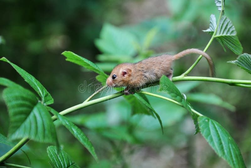 Pequeño ratón imagen de archivo. Imagen de lindo, piel - 16542507