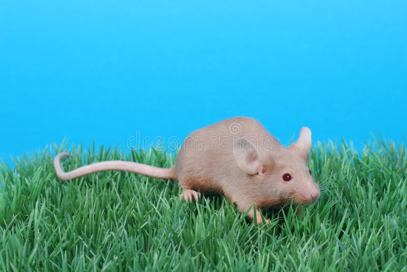 Pequeño ratón imagen de archivo. Imagen de cubo, observar - 1923627
