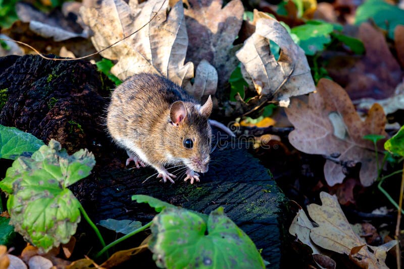 Ratón De Madera Amarillo-necked Imagen de archivo - Imagen de ...