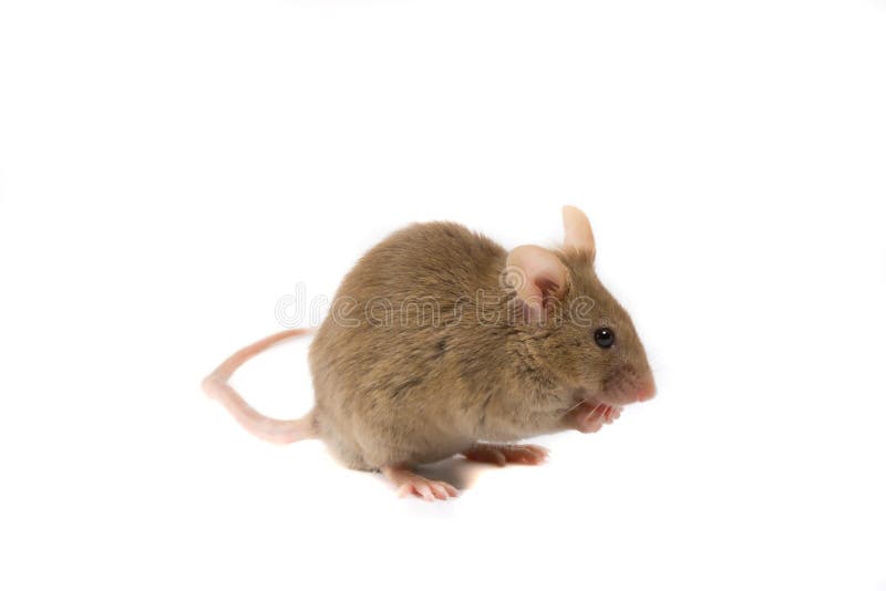 Pequeño ratón marrón. imagen de archivo. Imagen de dedo - 6887133