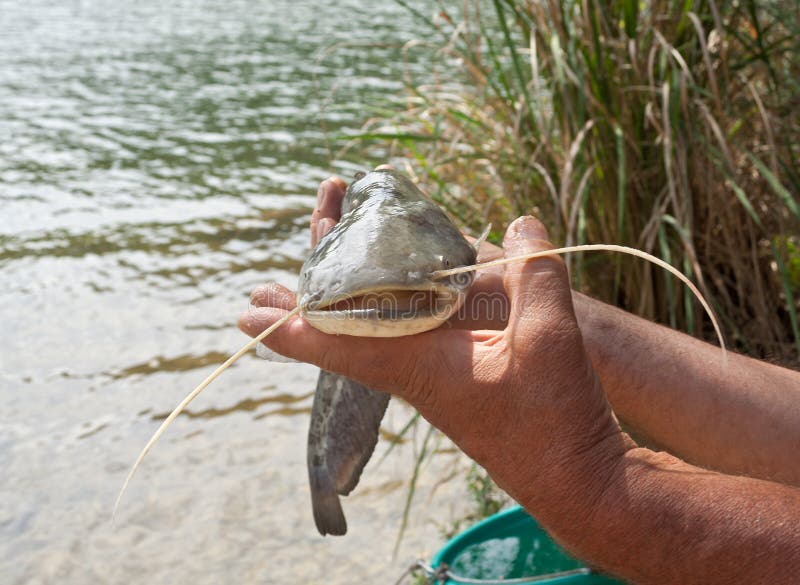 Siluro en granja foto de archivo. Imagen de alimento - 48572826