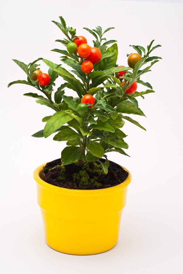 La Planta En Conserva Del Almácigo Del Tomate Con Las Flores Y El Rojo ...
