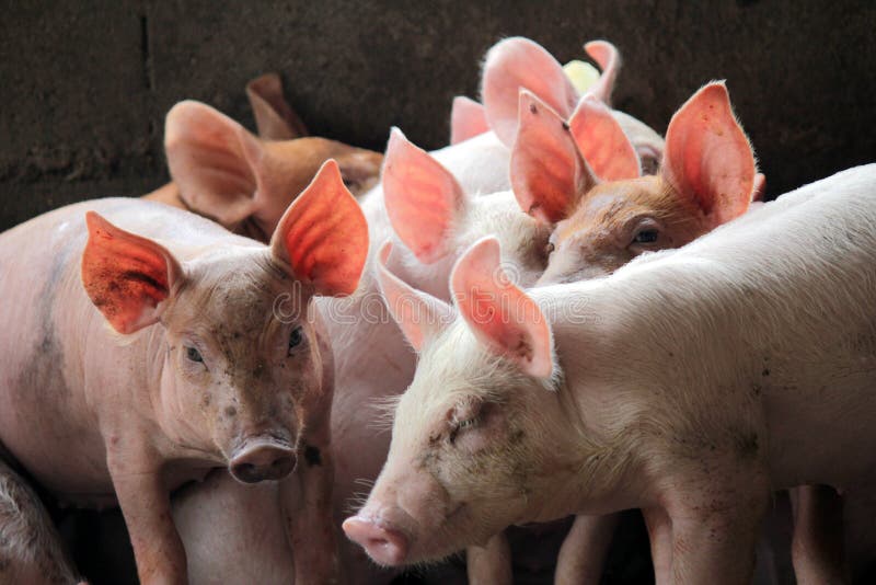 Pequeños Cerdos En El Establo Foto de archivo - Imagen de industria ...