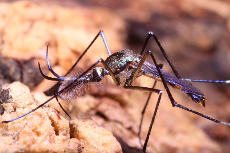 Pequeños Insectos En El Jardín Foto de archivo - Imagen de macro ...
