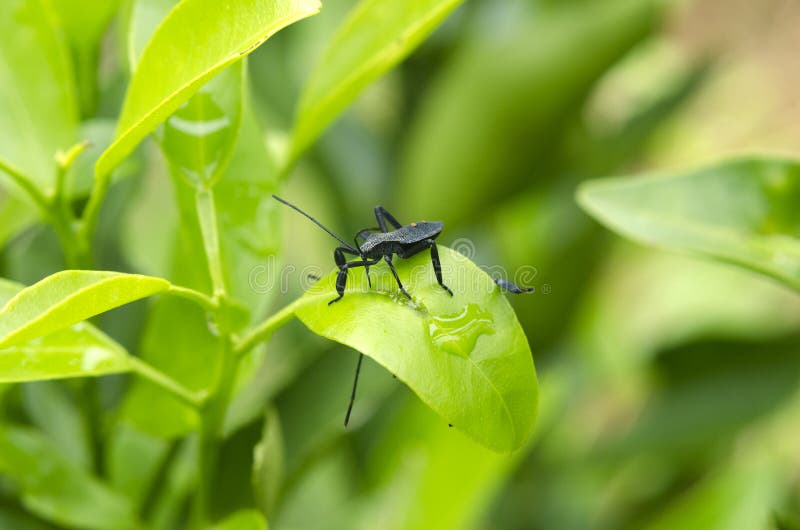 Insectos Negros Que Flotan En El Agua Foto de archivo - Imagen de ...